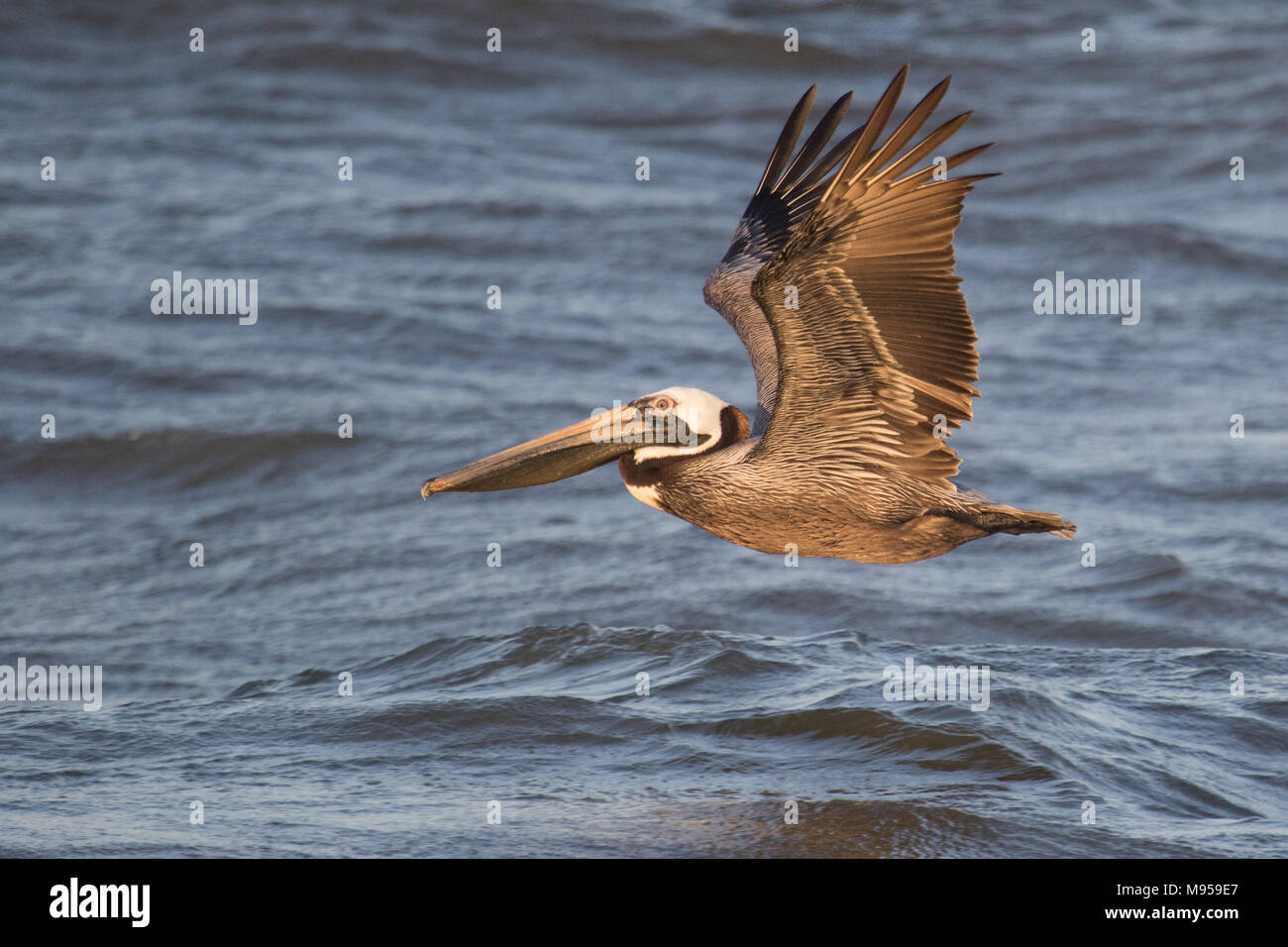 Adult male brown pelican in flight Stock Photo - Alamy