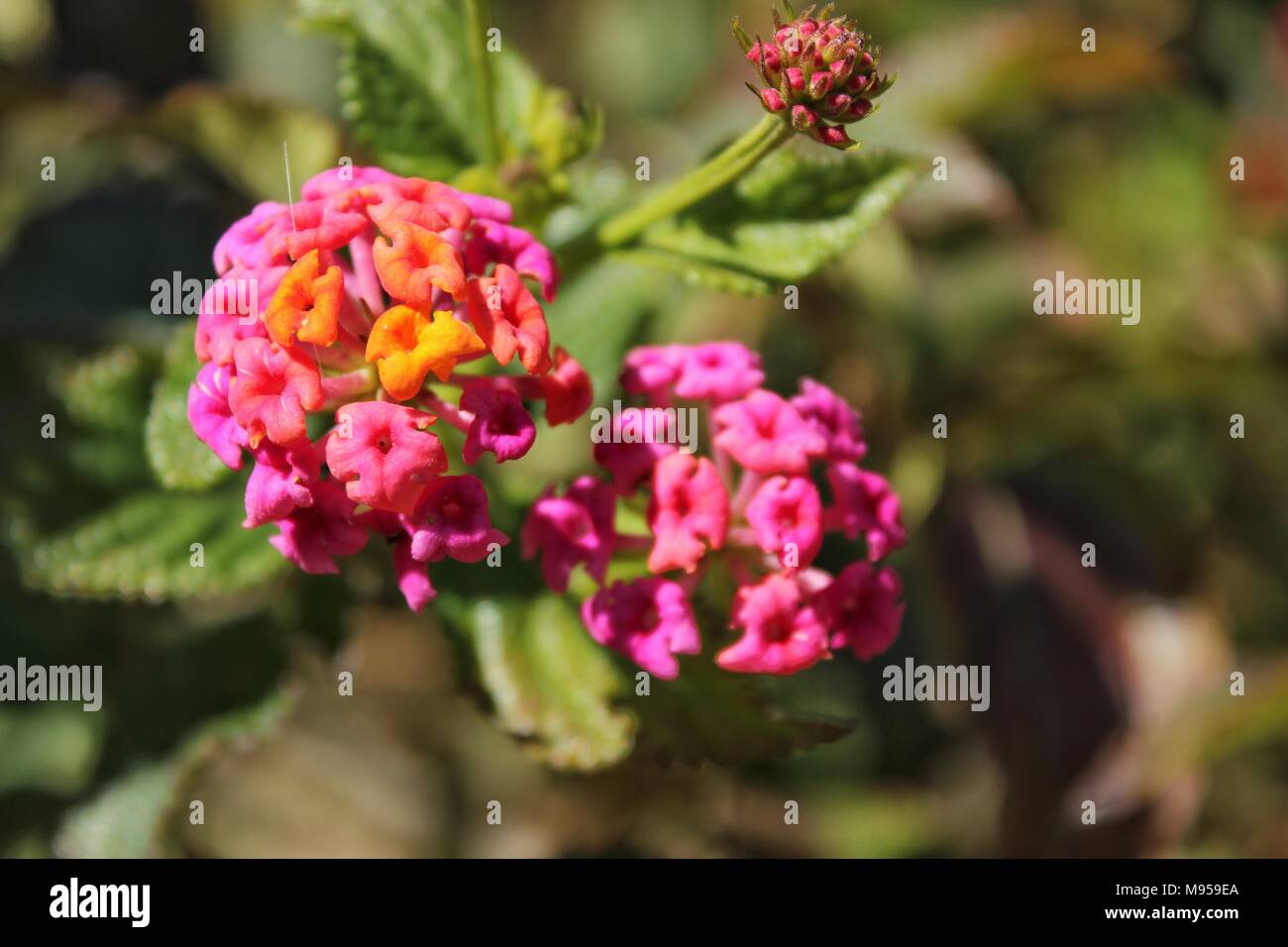 Beautiful and Colorful Lantana Camara flowers in the garden in Spring ...