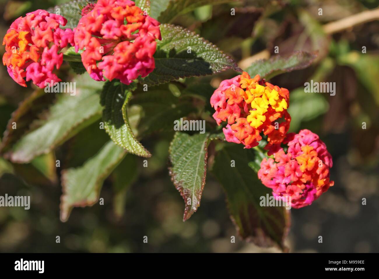Beautiful and Colorful Lantana Camara flowers in the garden in Spring ...