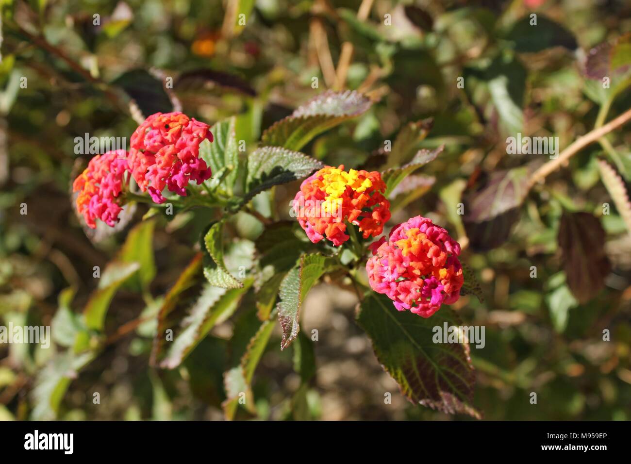 Beautiful and Colorful Lantana Camara flowers in the garden in Spring ...