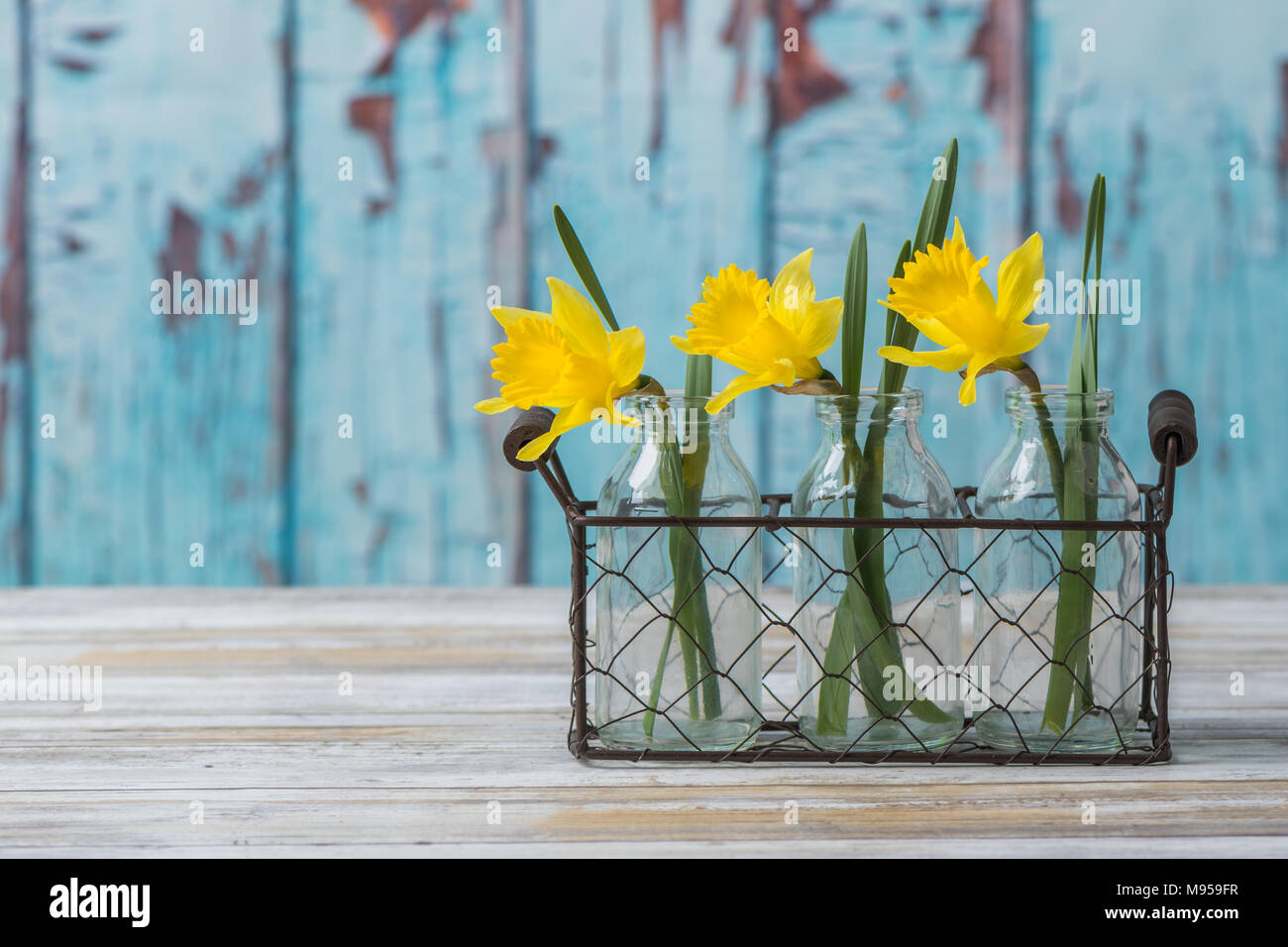 Buttercup yellow daffodils hi-res stock photography and images - Alamy