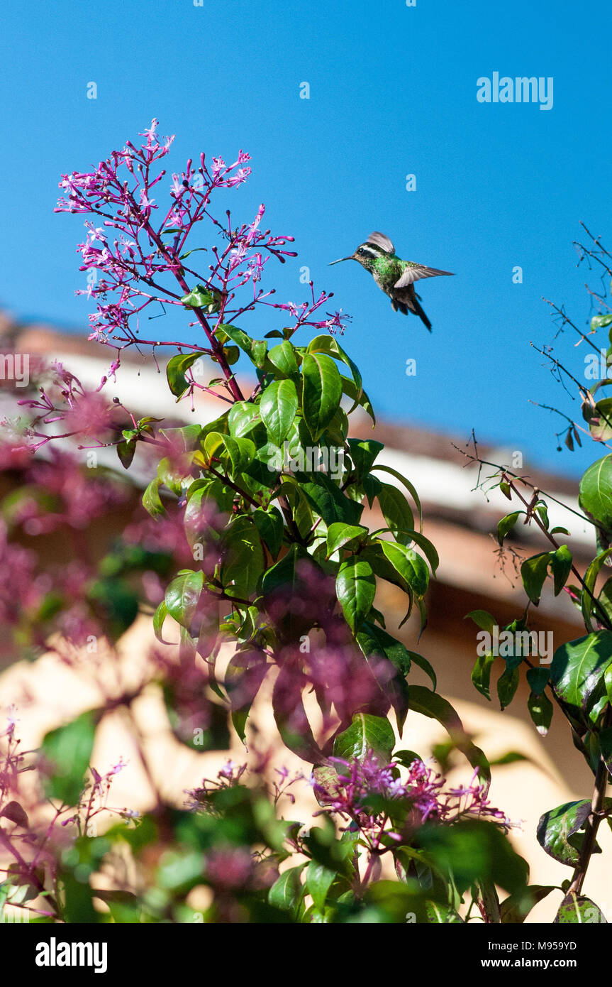 Colibri flying hi-res stock photography and images - Alamy