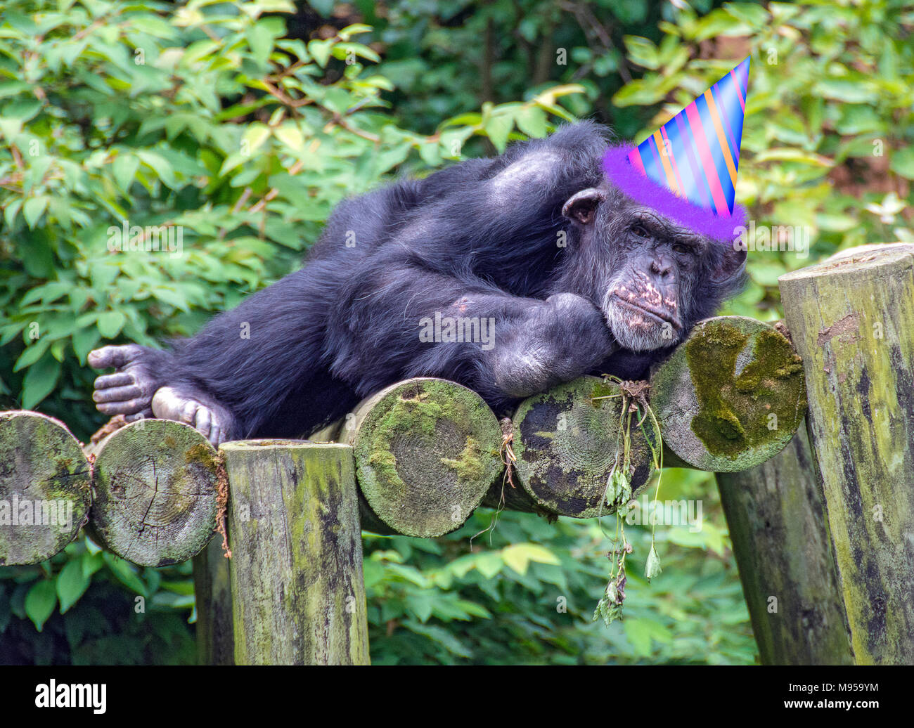 Chimpanzee birthday hi-res stock photography and images - Alamy