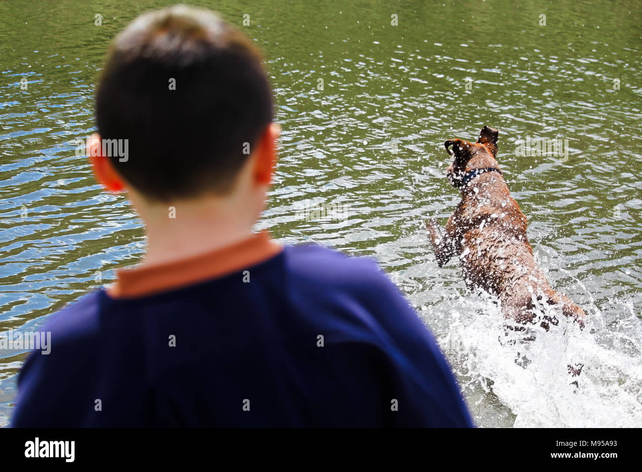 Fetch playing with a child and dog hi-res stock photography and images ...