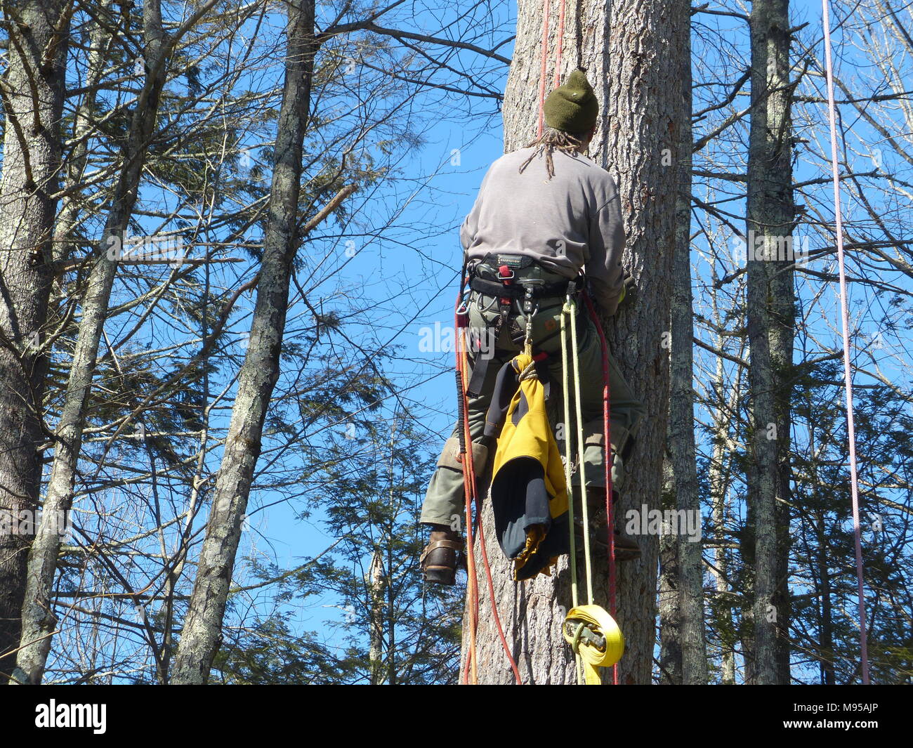 Arborist cutting down red pine which was in close proximity to new ...