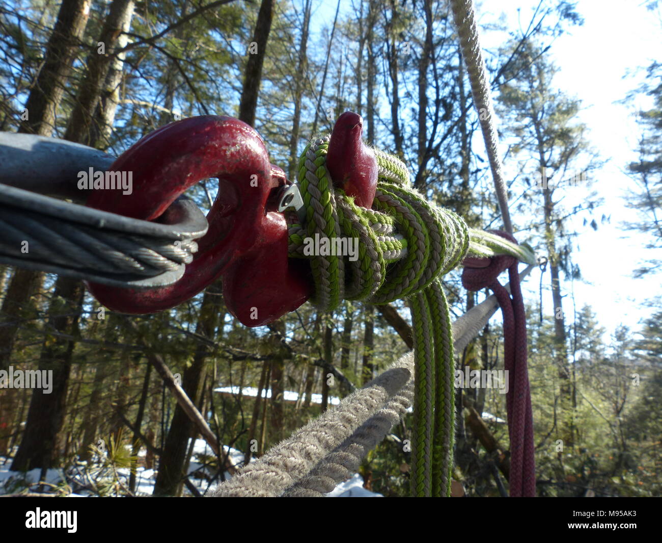 Climbing ropes anchored to an oak tree are to prevent this pine tree ...