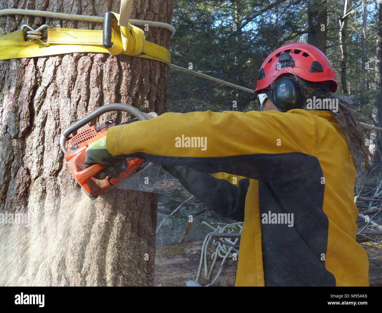 Arborist high in trees hi-res stock photography and images - Alamy