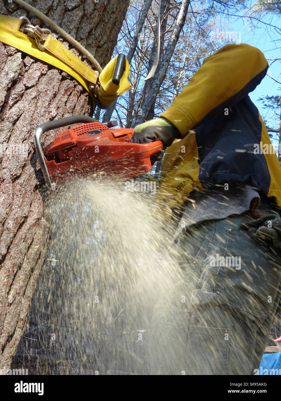 Arborist cutting down red pine which was in close proximity to new ...