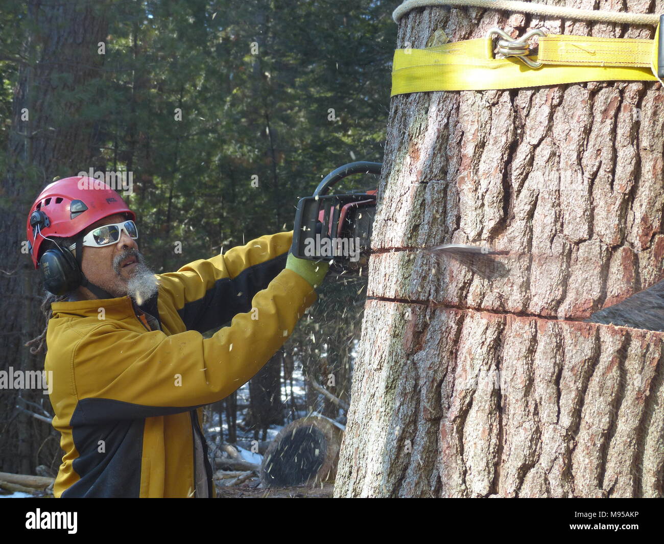 Arborist cutting down red pine which was in close proximity to new ...