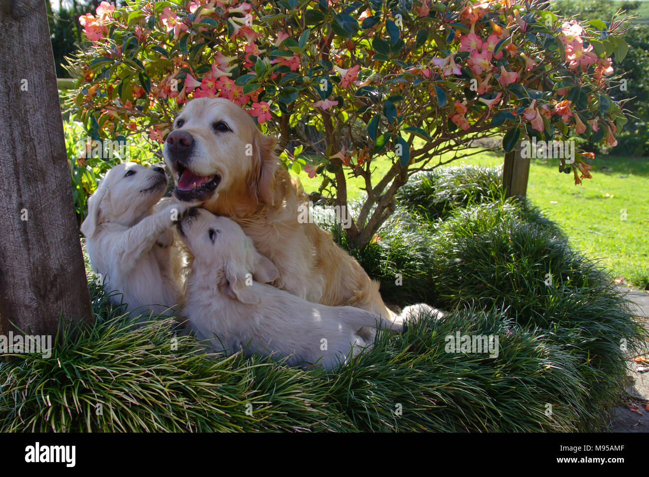Golden Retriever pups Stock Photo - Alamy