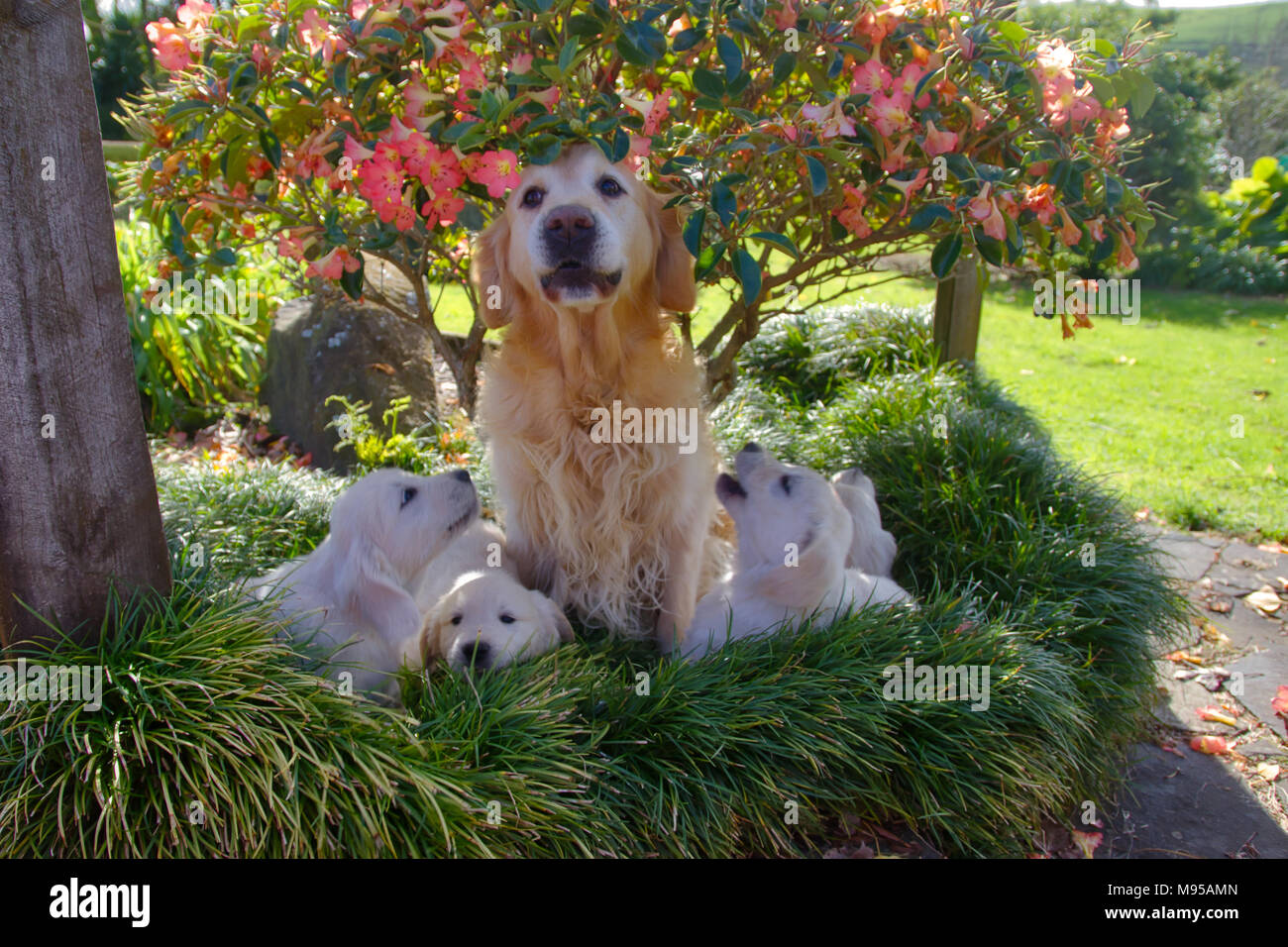 Golden retriever litter hi-res stock photography and images - Alamy