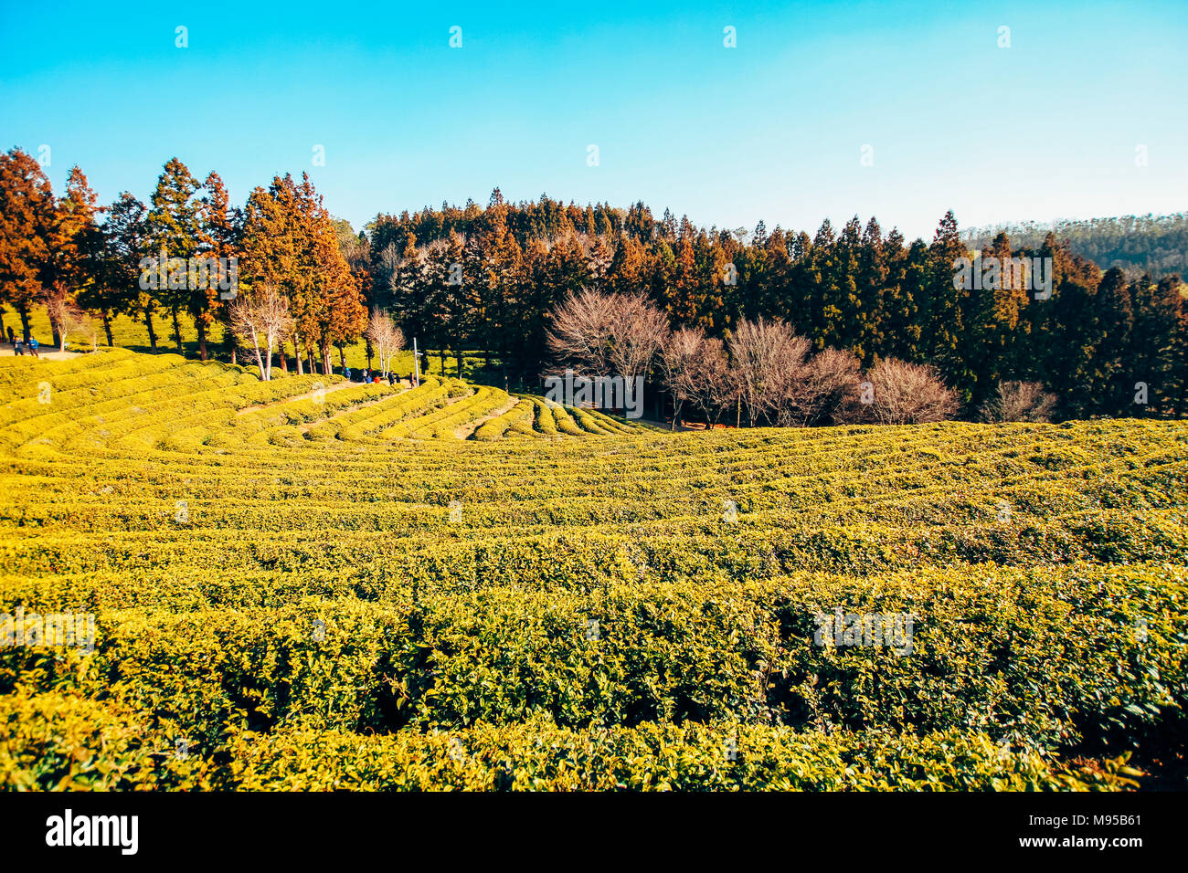 Boseong green tea field in Korea Stock Photo - Alamy