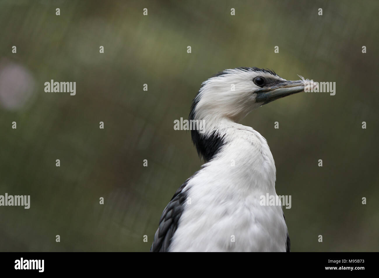 Wildlife Photography in Melbourne Zoo Stock Photo - Alamy