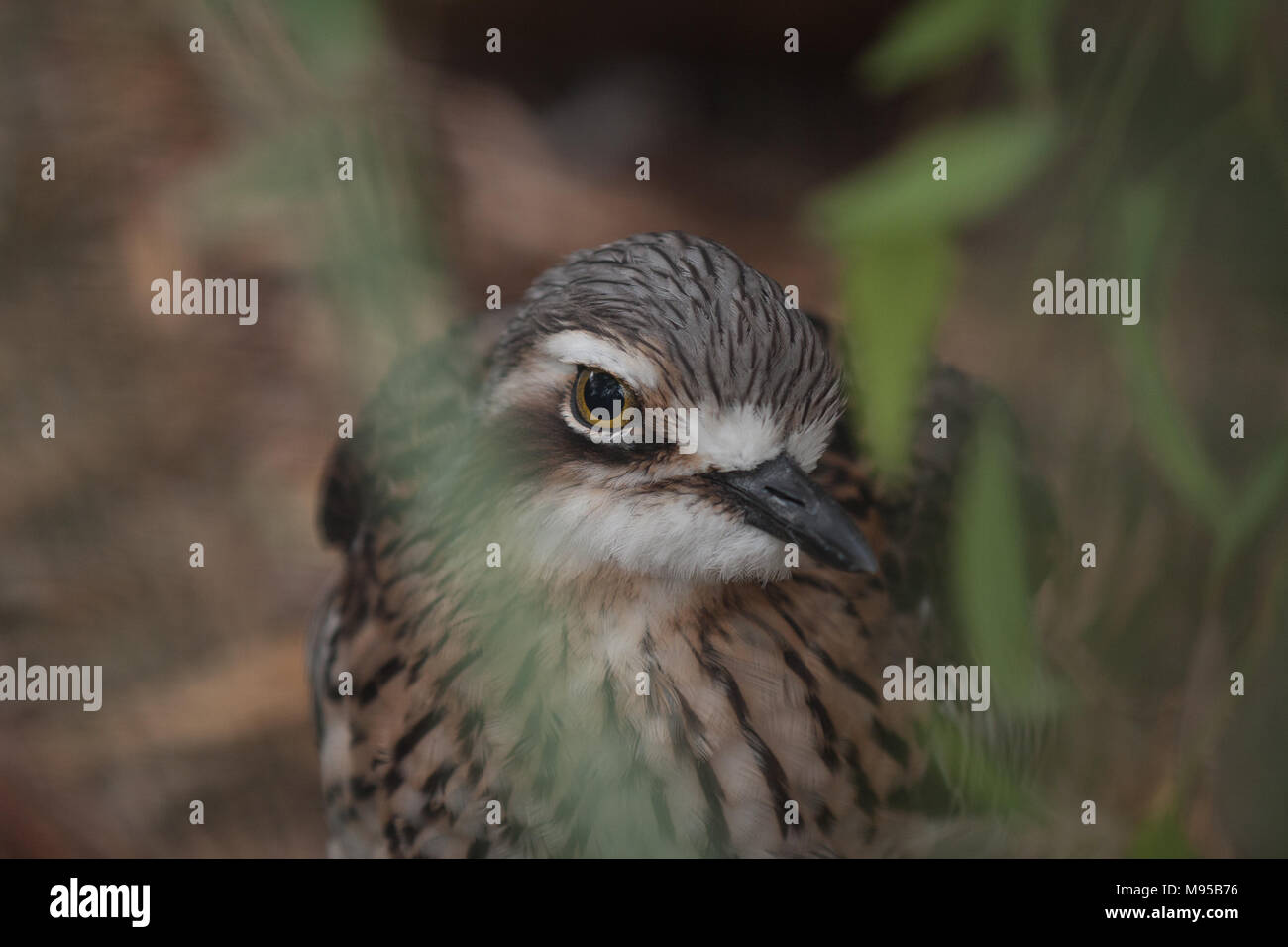 Wildlife Photography in Melbourne Zoo Stock Photo - Alamy