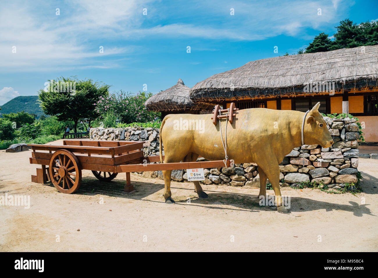 Asan, Korea - August 3, 2016 : Cow is pulling the wooden wagon in ...