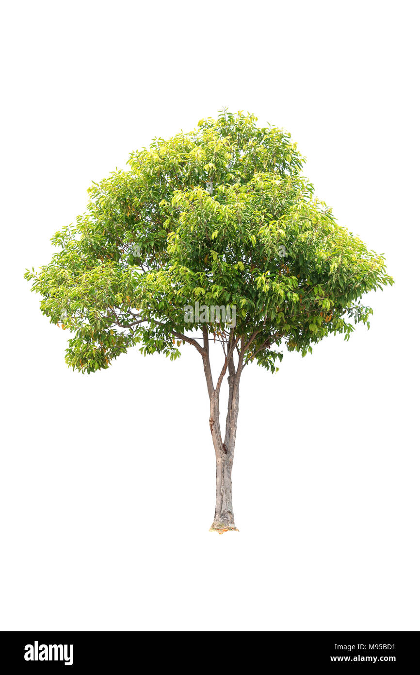 Clouseup Bullet Wood (Mimusops elengi Linn) Tree isolated on white ...