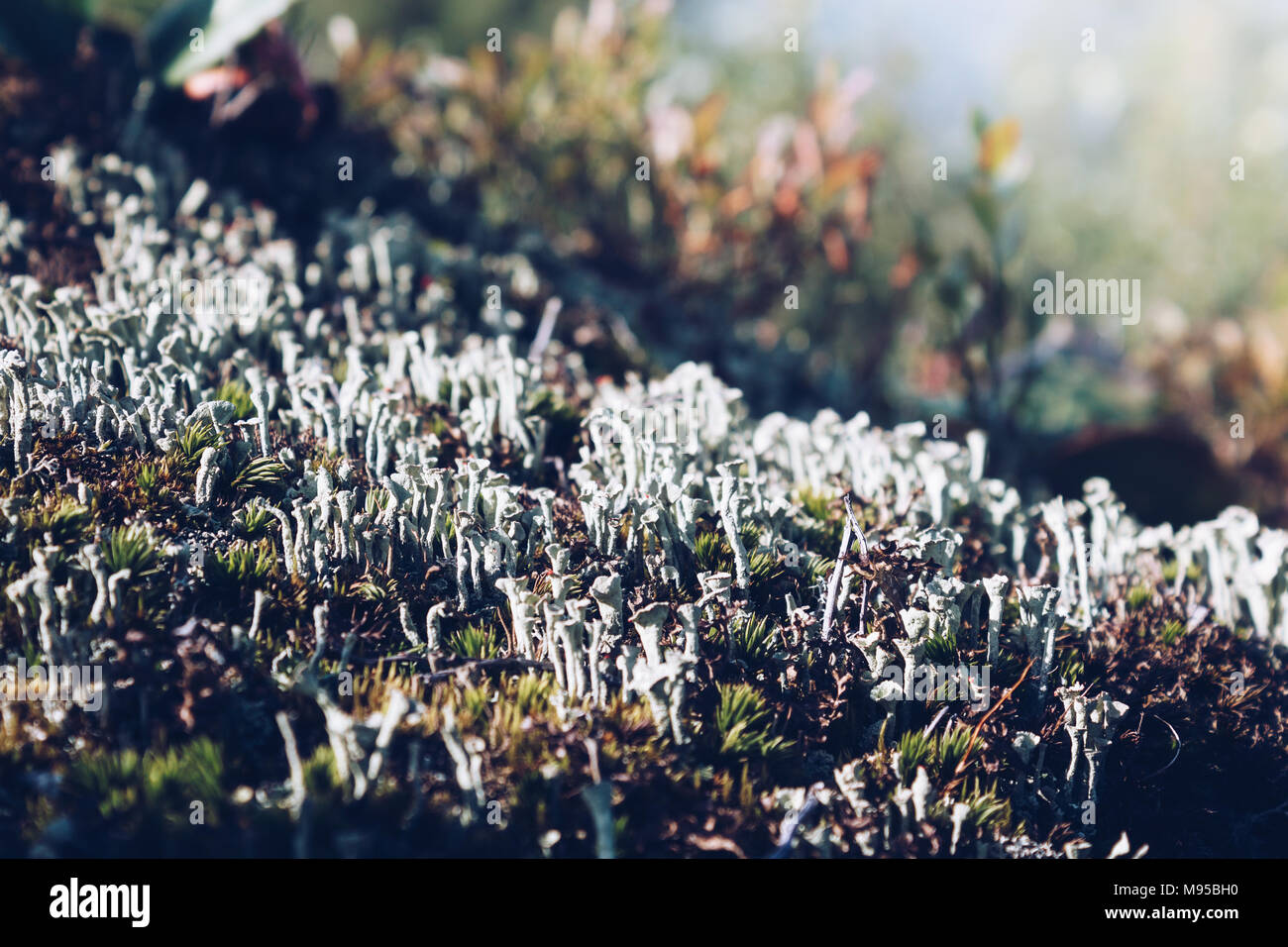 Tubular moss hi-res stock photography and images - Alamy