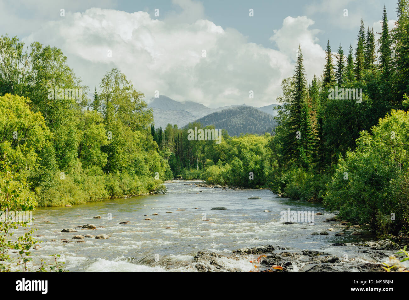 Fast mountain river in rapid flow in the green forest Stock Photo - Alamy