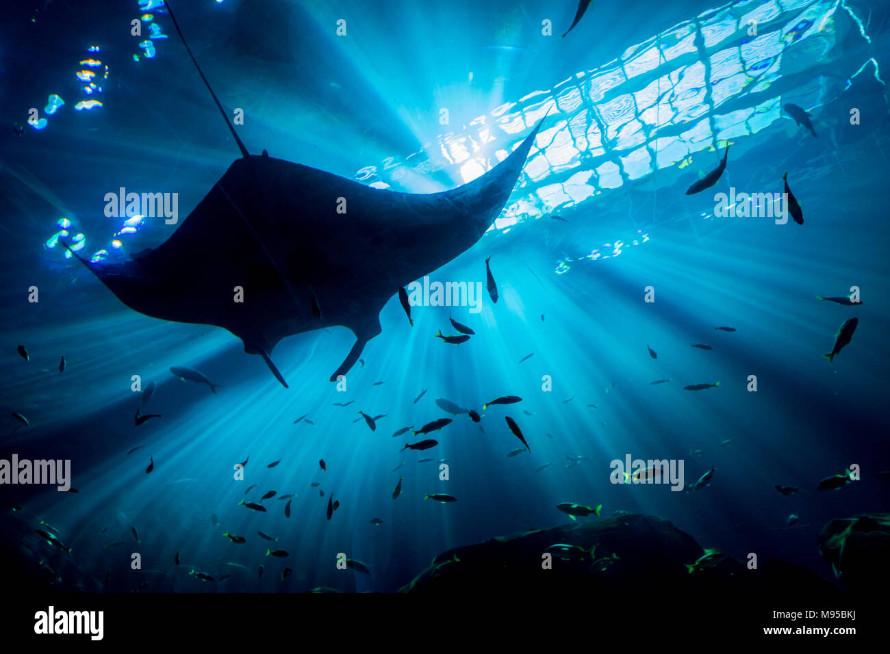 Rays Behind Sting Ray with fish from underneath Stock Photo - Alamy