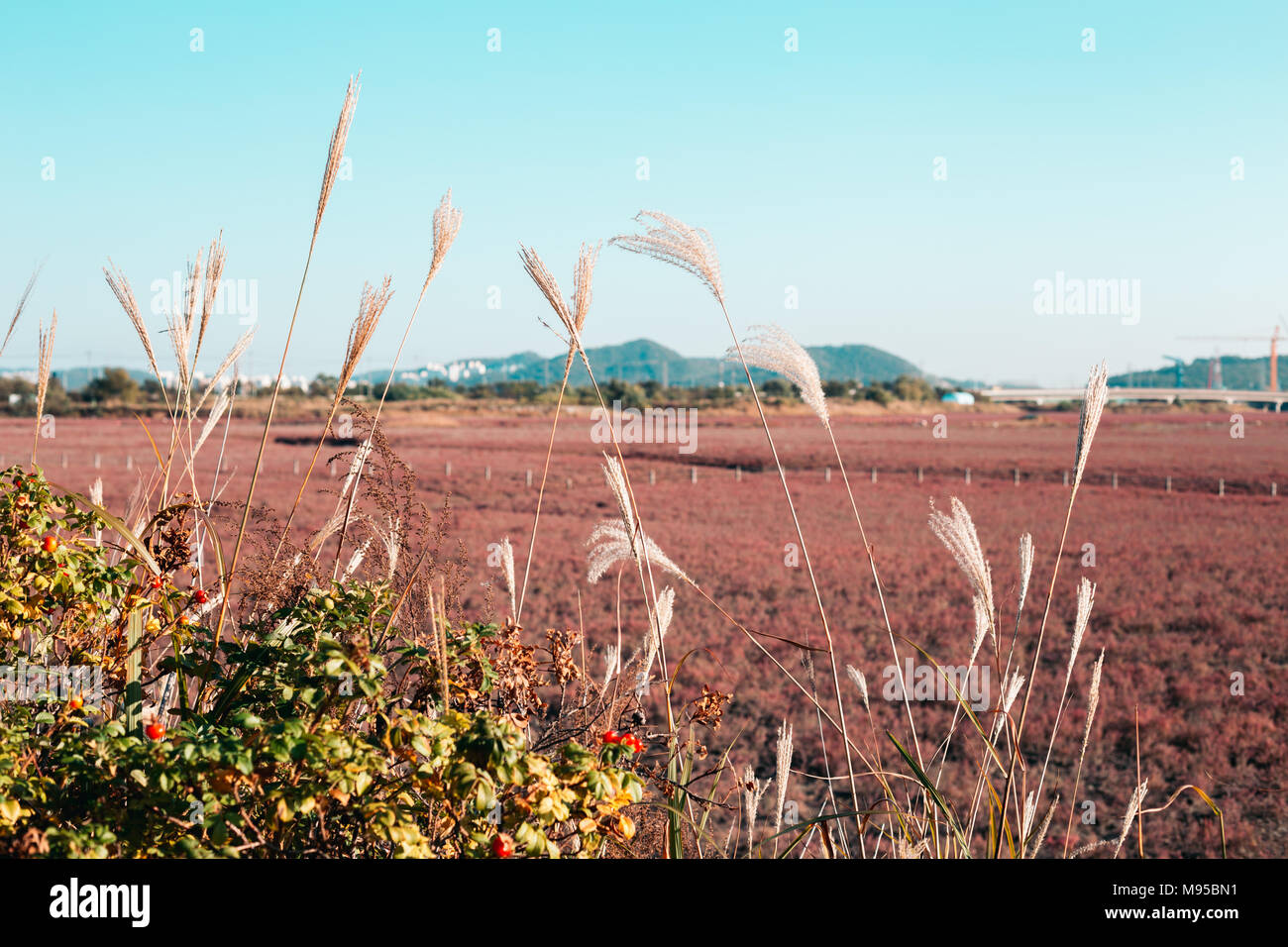Autumn reeds in Sorae ecology wetland park, Incheon, Korea Stock Photo ...