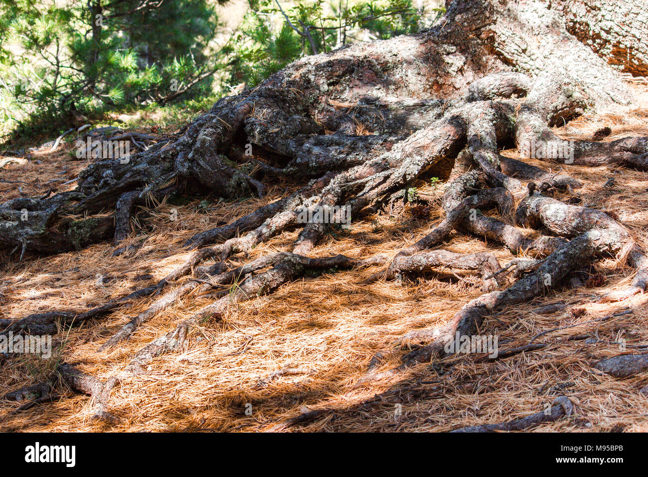 The roots of the trees and the yellow needles of the cedar forest Stock ...