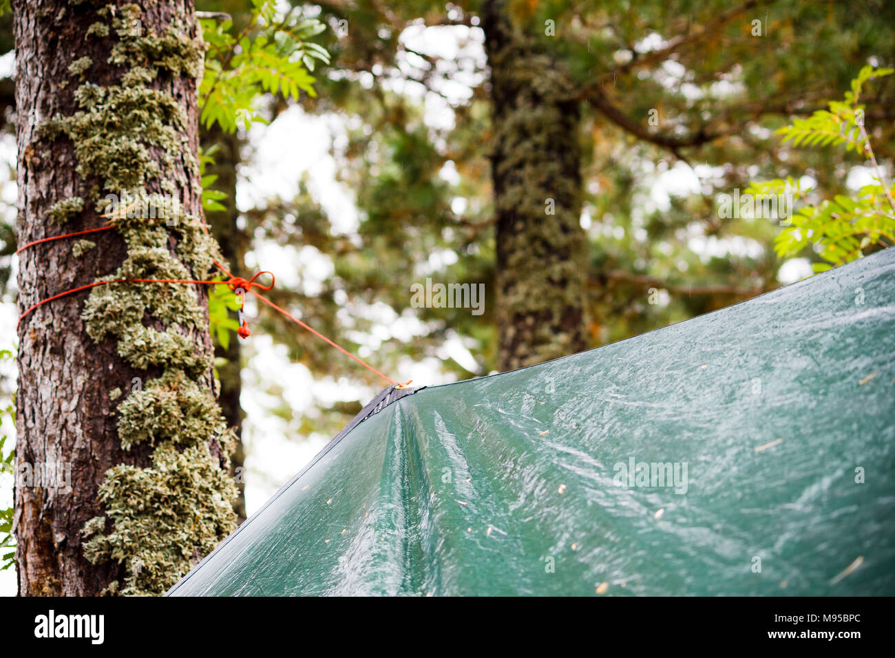 Wet tent green tents in a pine forest in the rain Stock Photo - Alamy