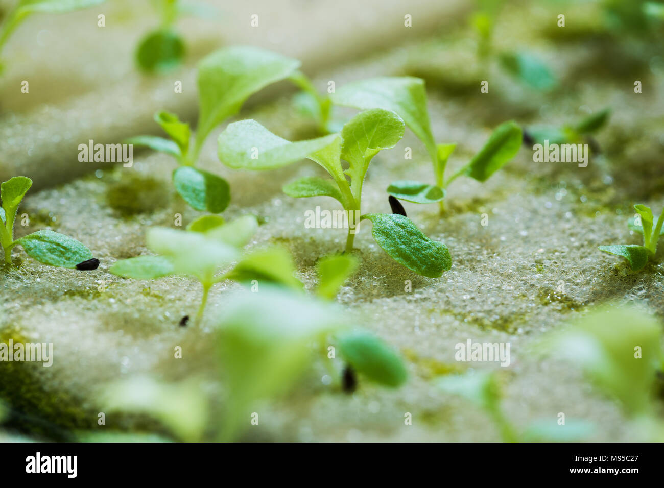 Young vegetables growing on water tray in control system, hydroponics ...