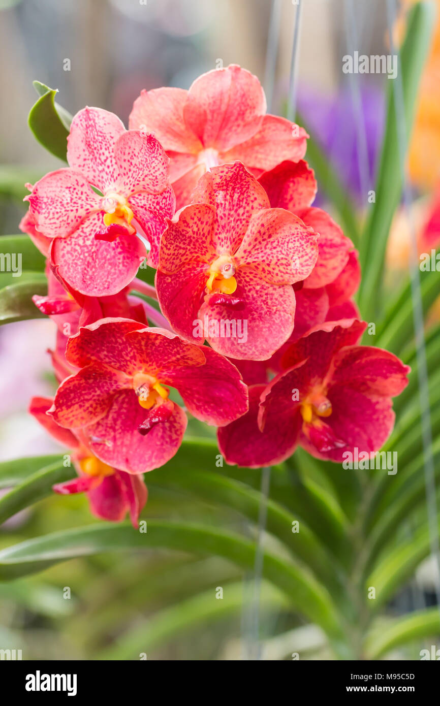Beautiful red orchid hi-res stock photography and images - Alamy