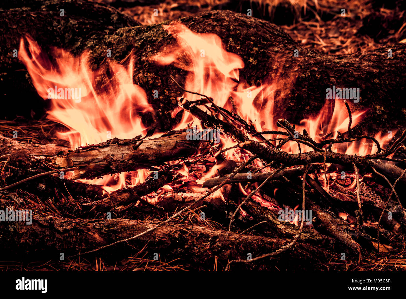 Tourist bonfire in the wild forest. A flame of fire in a dark forest ...