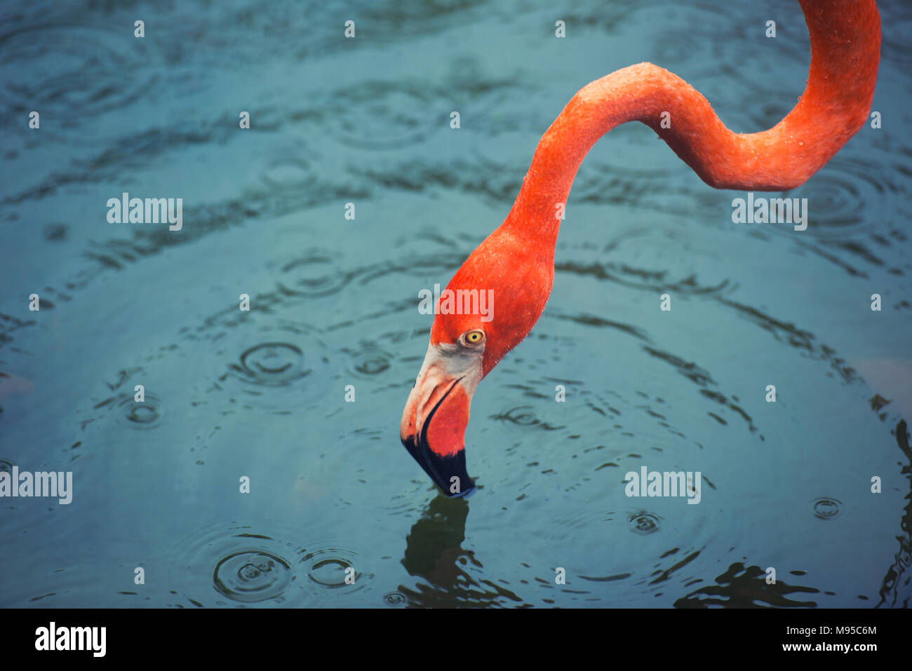 The pink Caribbean flamingo goes on water. Pink flamingo goes on a ...