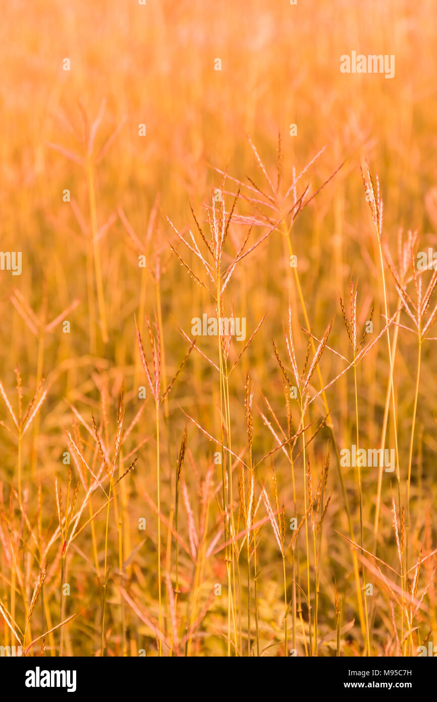 Grass flower field under sunshine Stock Photo - Alamy