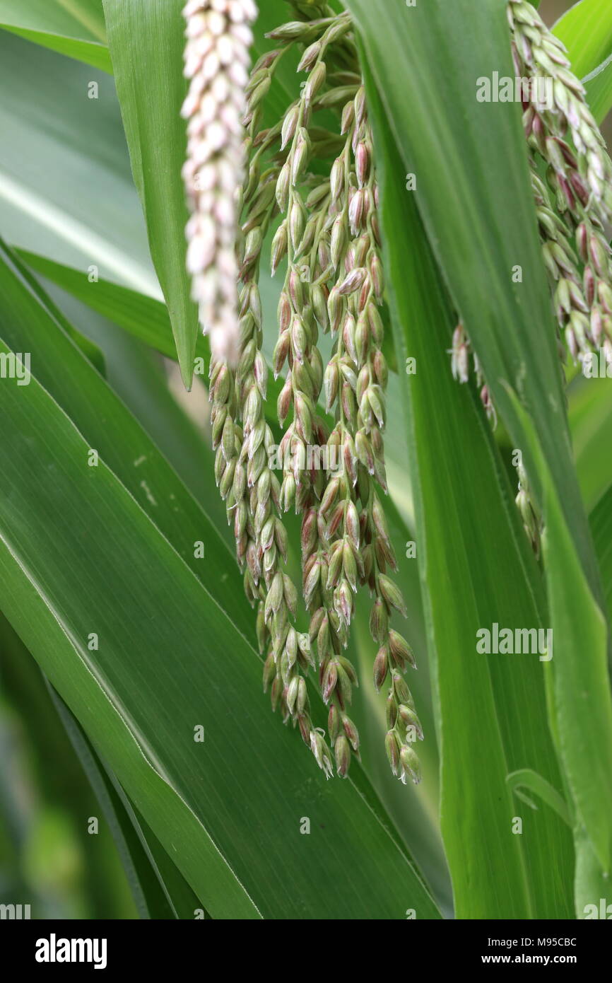Pollination of flowers hi-res stock photography and images - Alamy