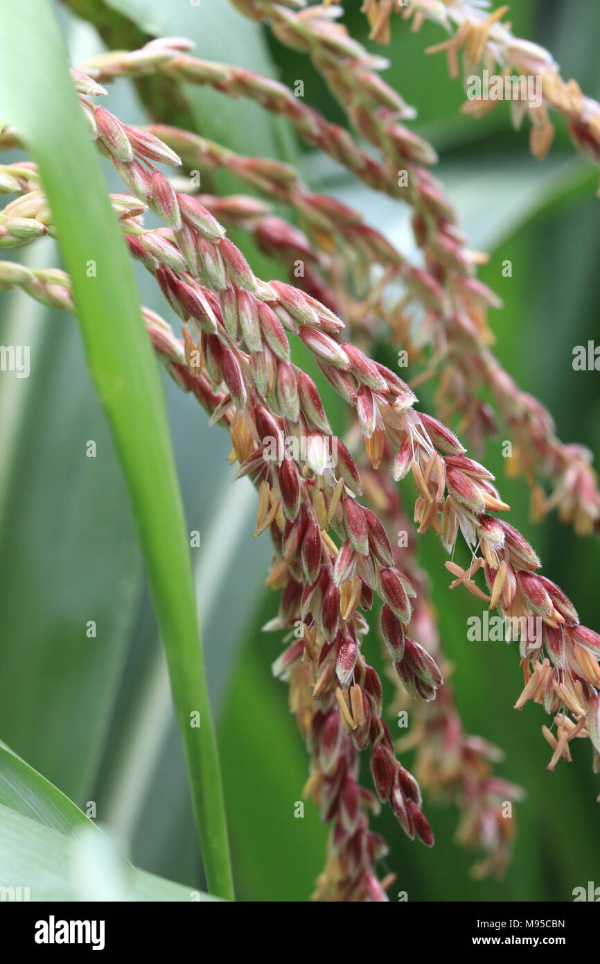 Pollinisation pollinisation hi-res stock photography and images - Alamy