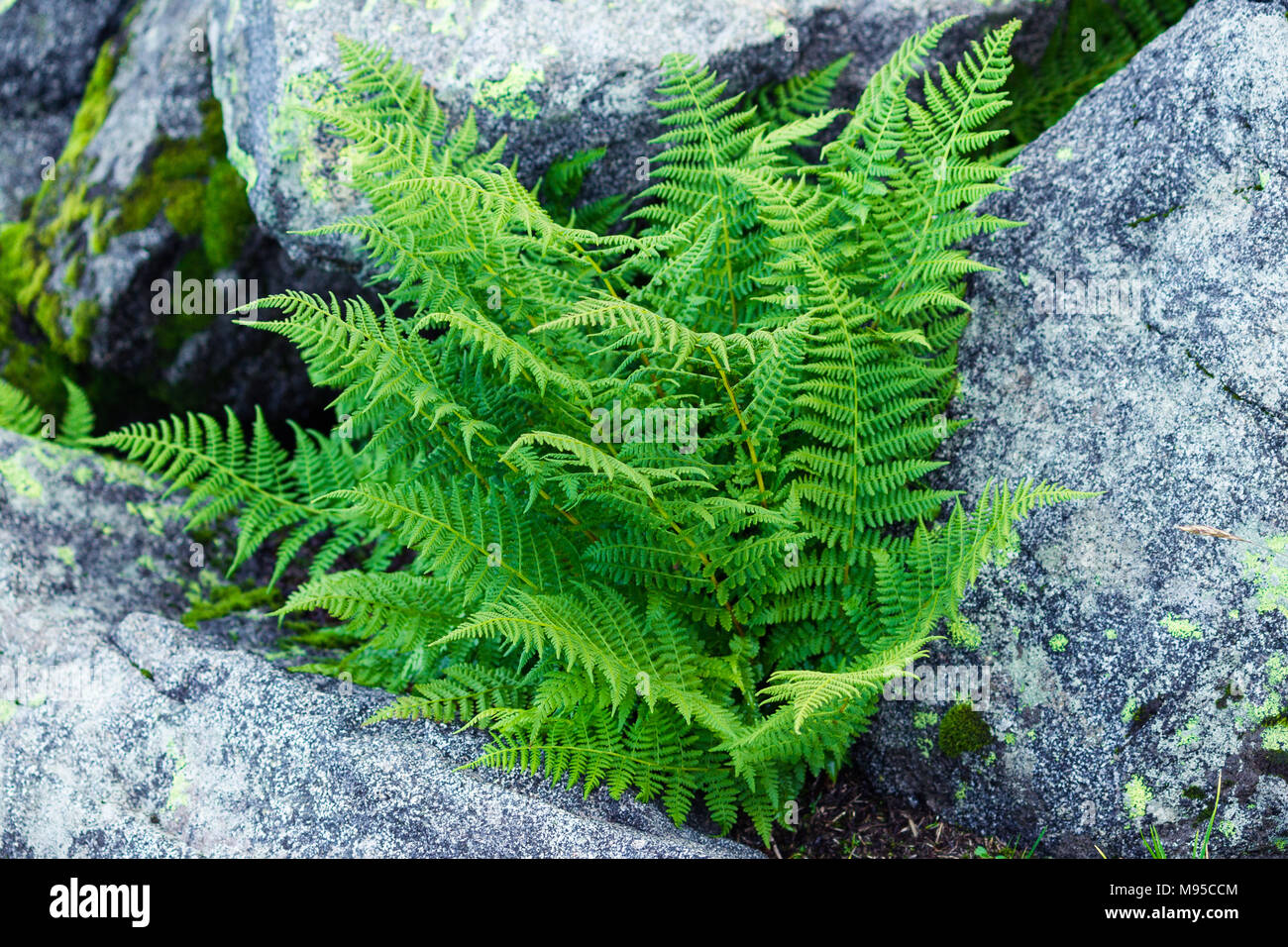 Polypodiophyta hi-res stock photography and images - Alamy