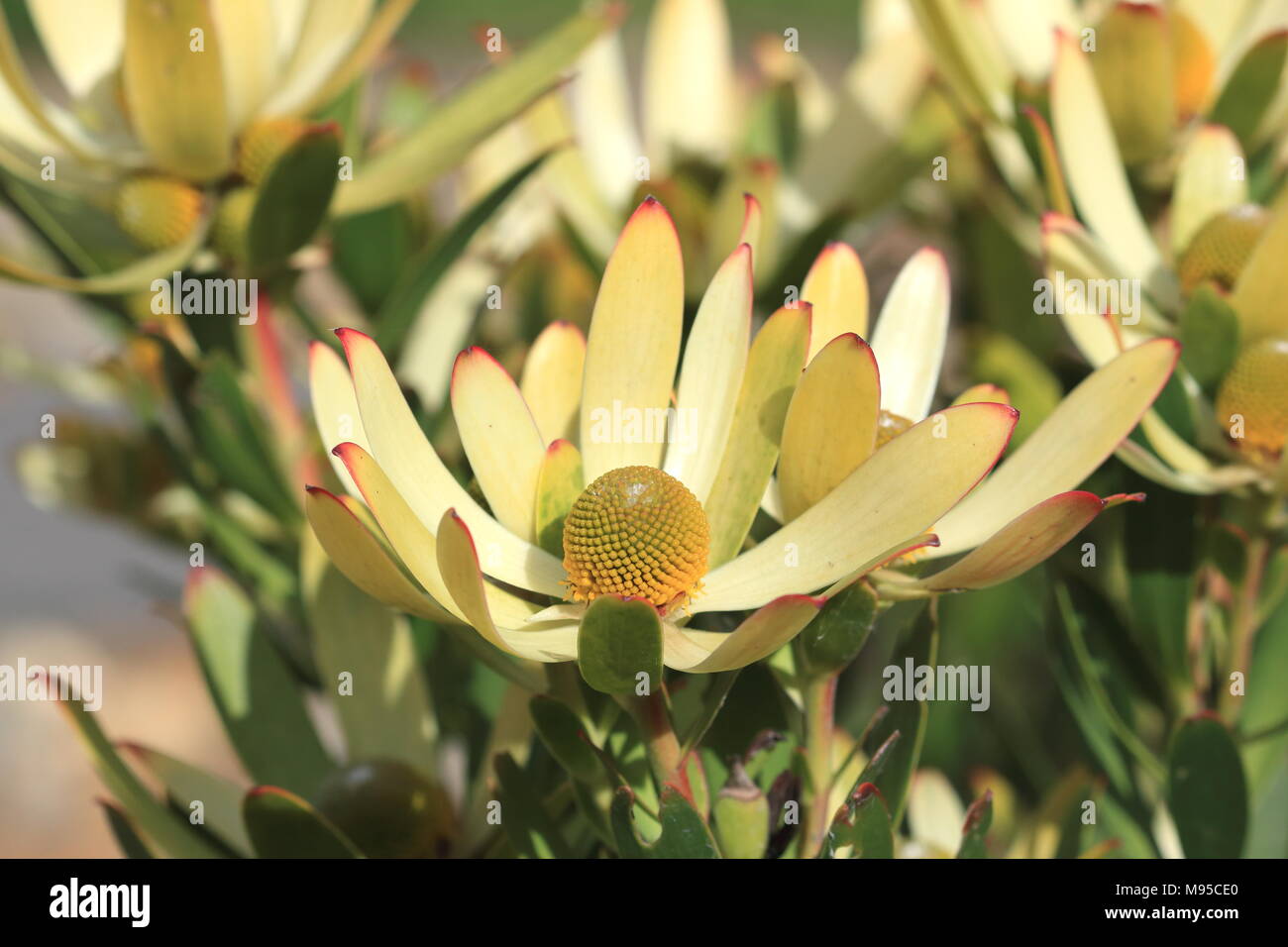 Australian bush flowers hi-res stock photography and images - Alamy
