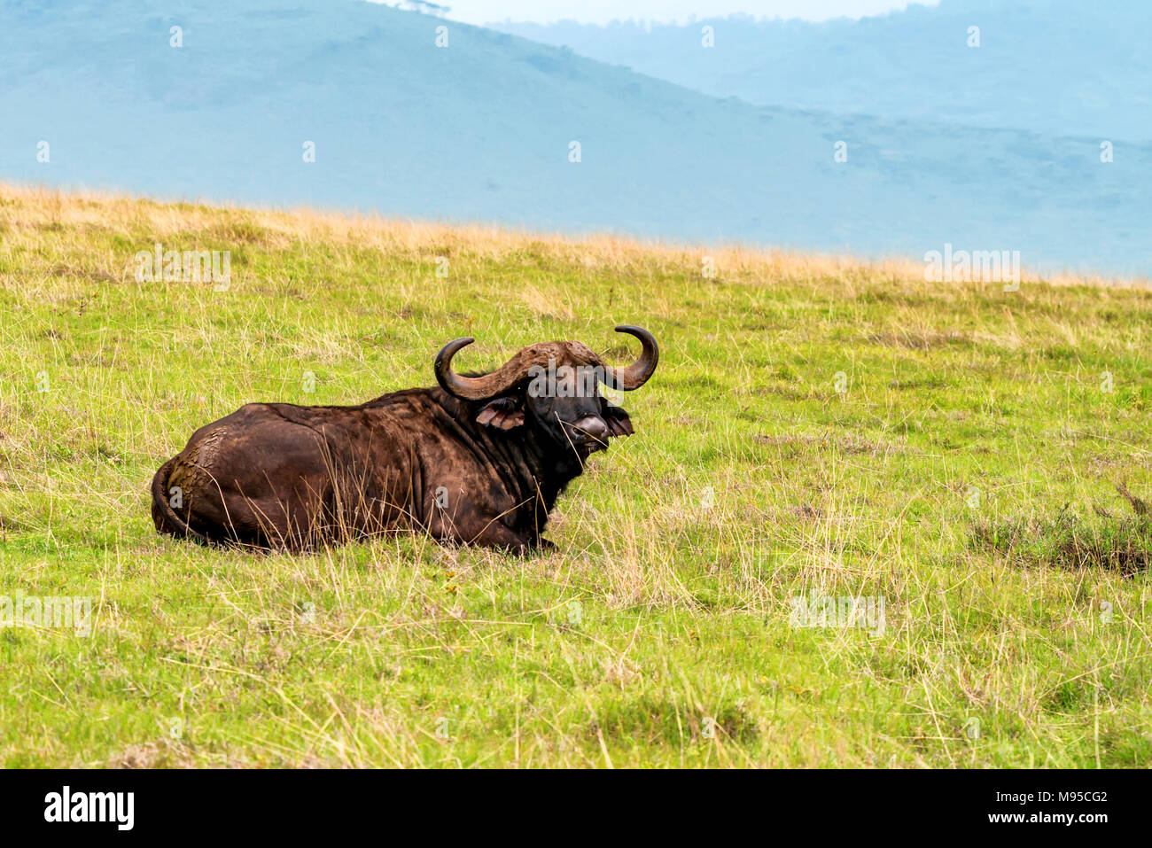 Back view of African buffalo in savannah Stock Photo - Alamy