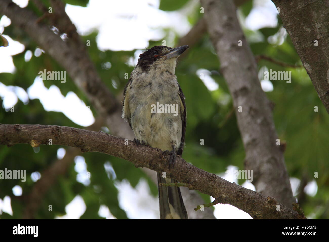 Grey butcherbird hi-res stock photography and images - Alamy