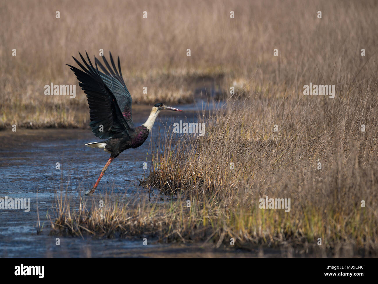 A wolly necked stork bird taking off from a grey wetland habitat Stock ...