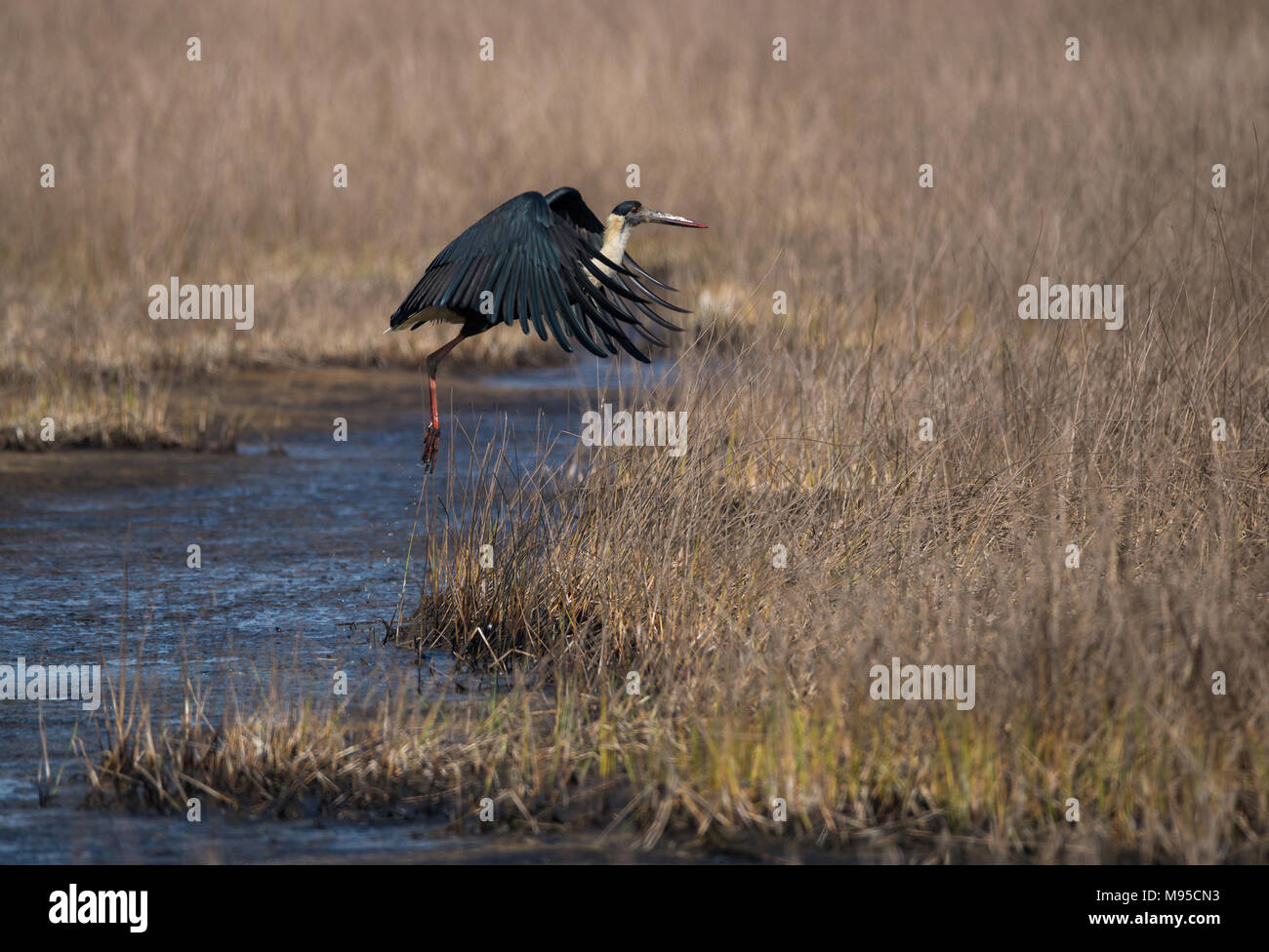 A wolly necked stork bird taking off from a grey wetland habitat Stock ...