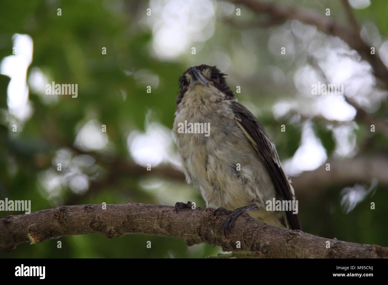 Grey butcherbird hi-res stock photography and images - Alamy