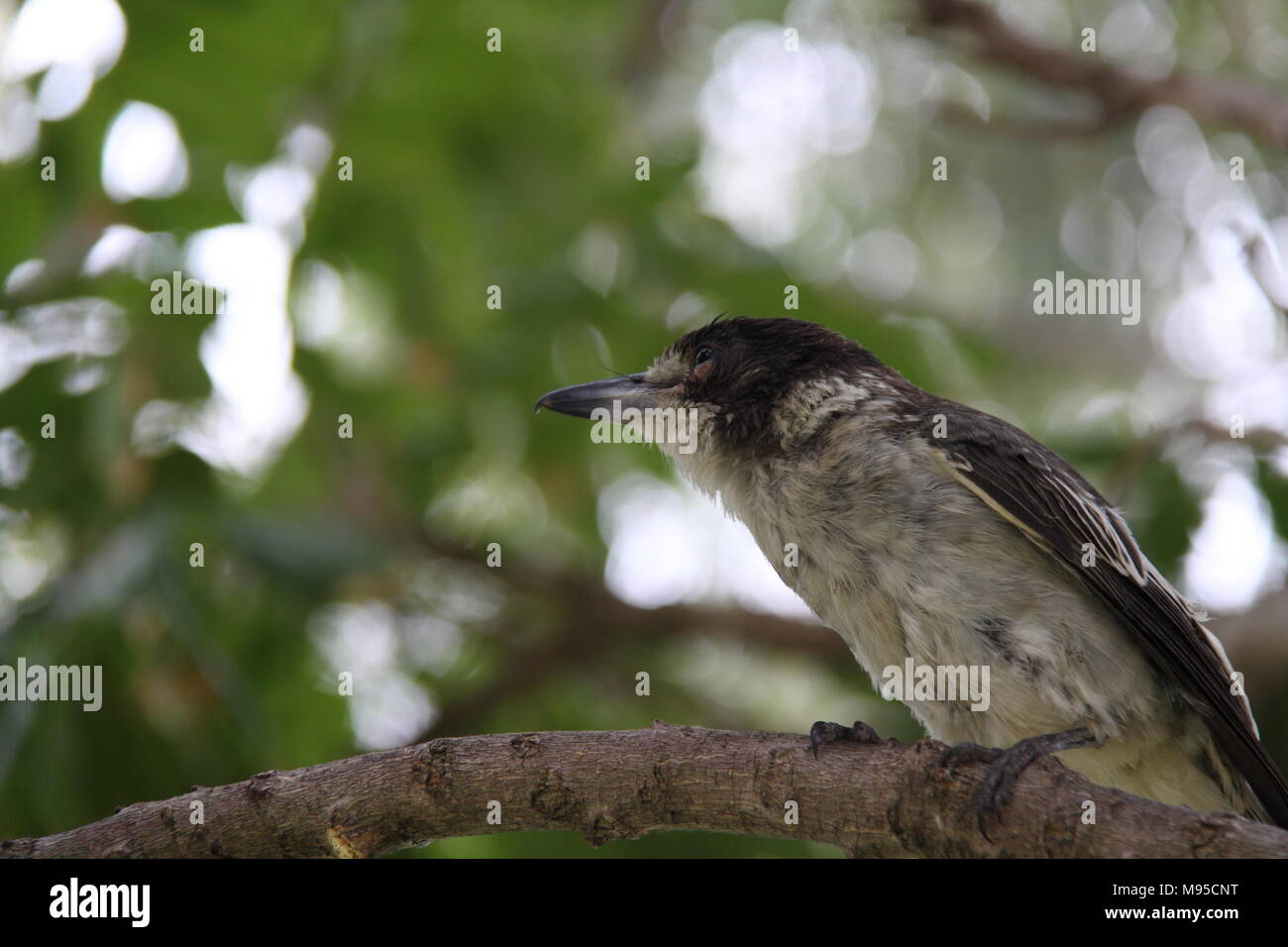 Grey Butcherbird Sitting on branch (Cracticus Torquatus Stock Photo - Alamy