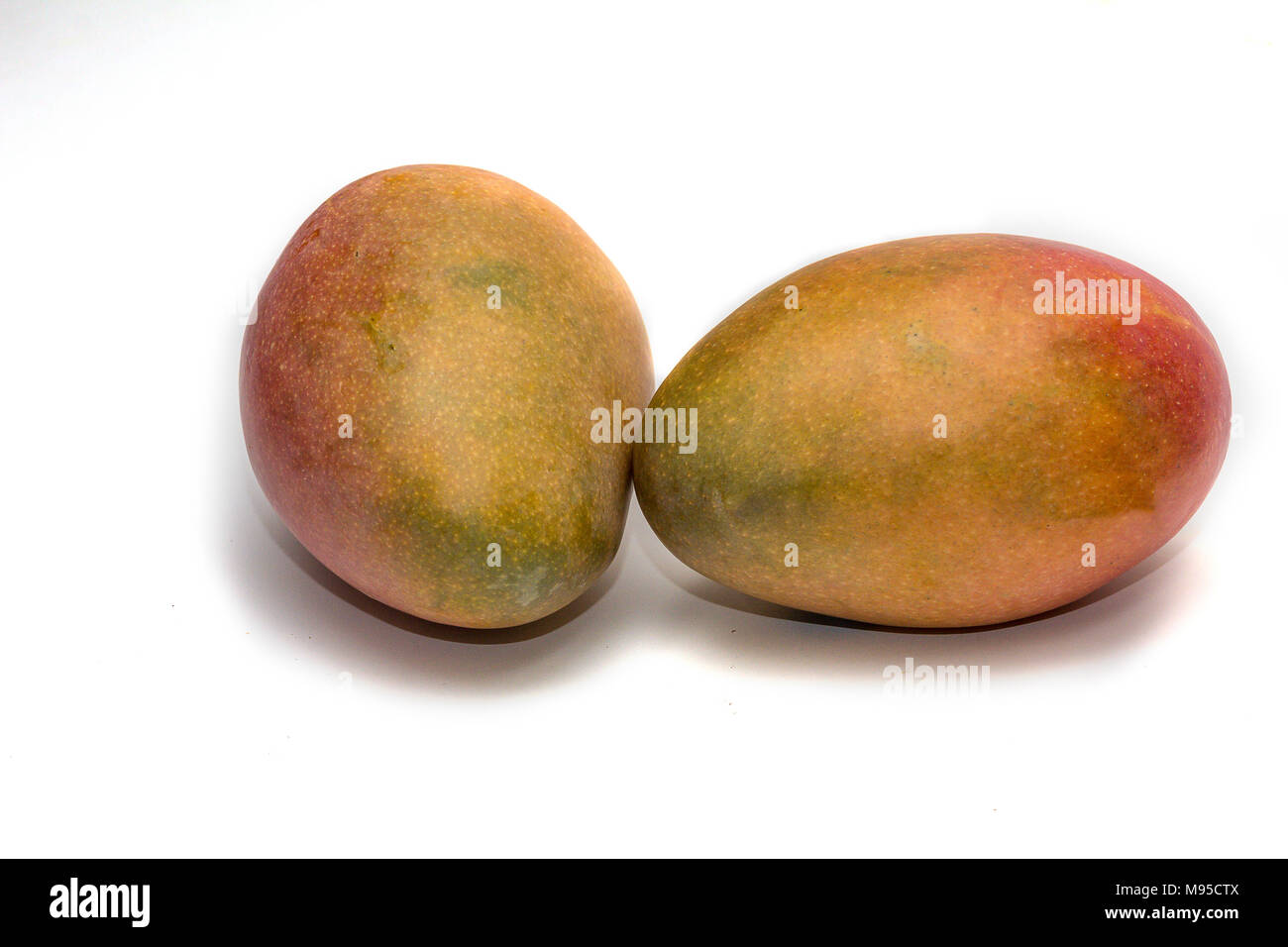 Two ripe mangoes (Mangifera indica) isolated on a white background ...
