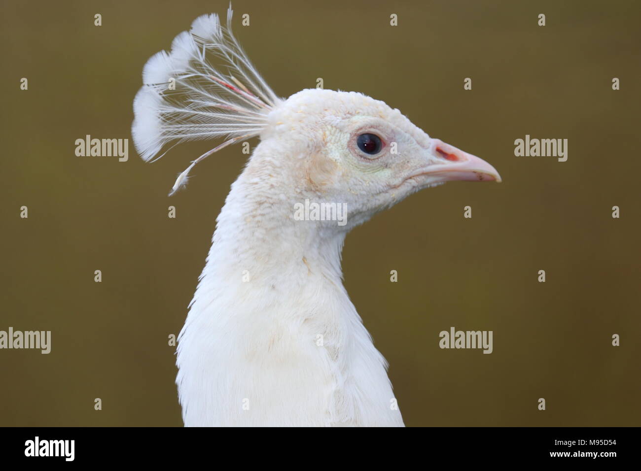 White Peacock at Lotherton Hall Bird Garden in Leeds Stock Photo - Alamy