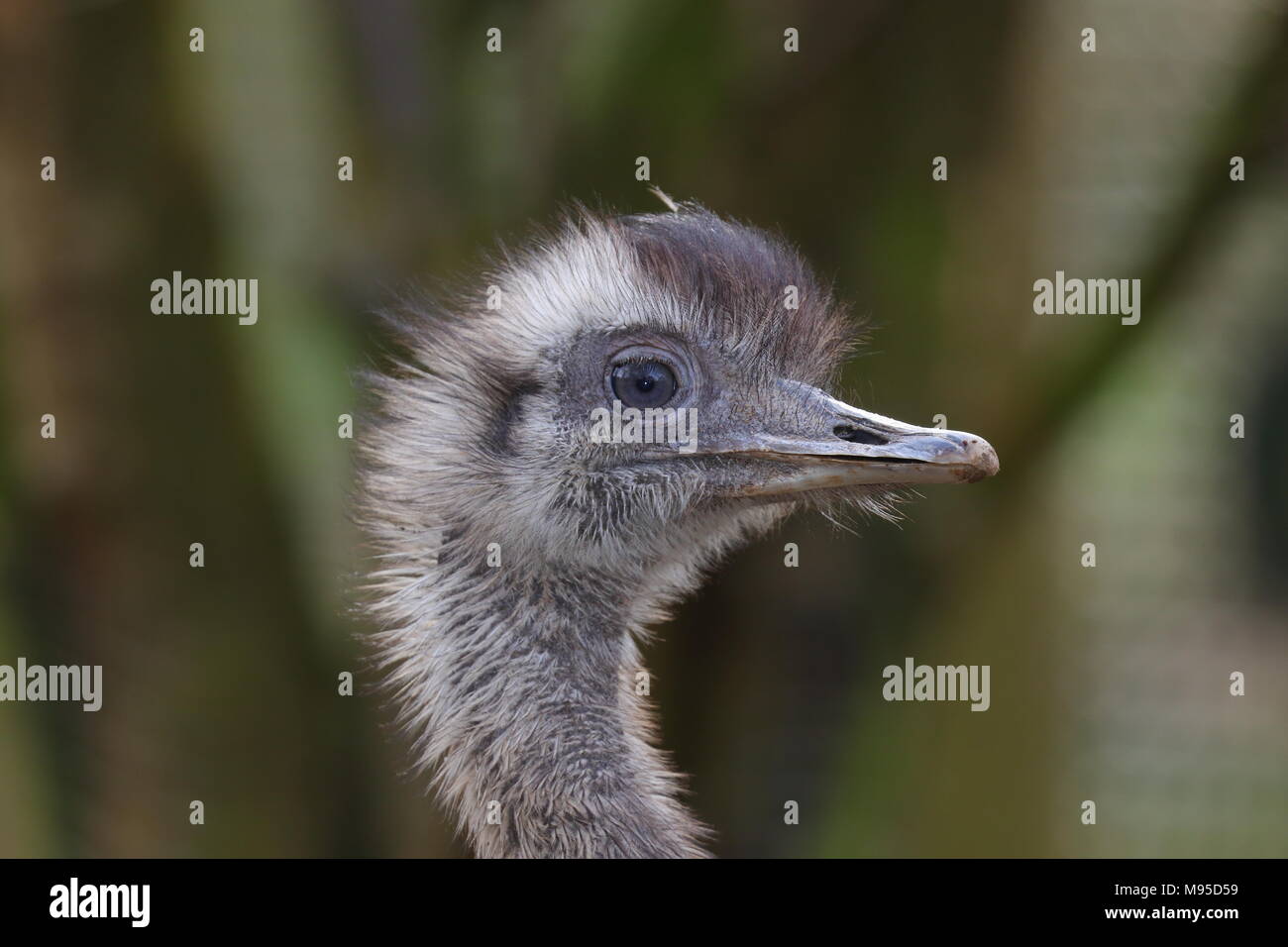 Captive Emu at Lotherton Hall Stock Photo - Alamy