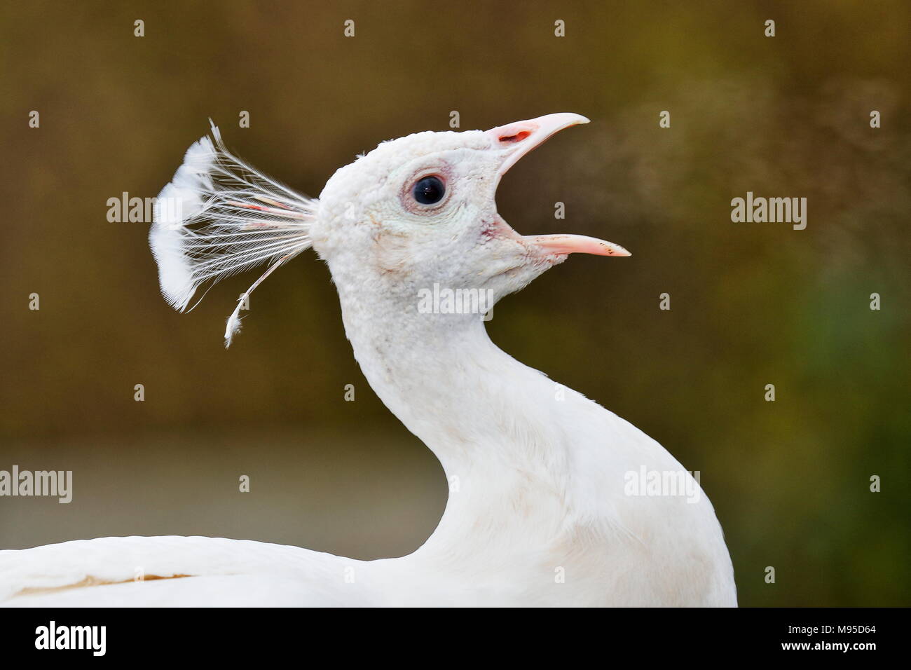 White Peacock at Lotherton Hall Bird Garden in Leeds Stock Photo - Alamy