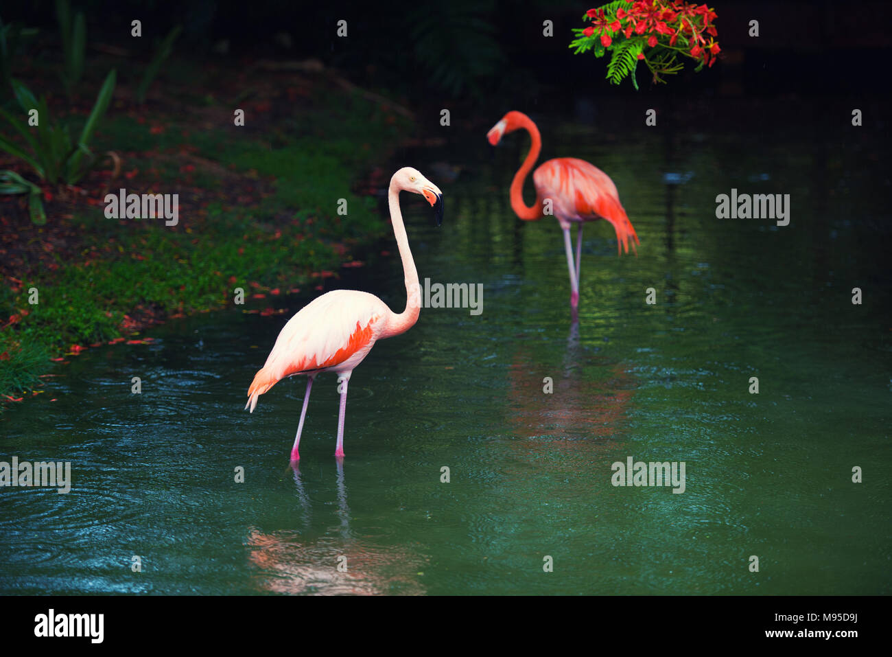 The pink Caribbean flamingo goes on water. Pink flamingo goes on a ...
