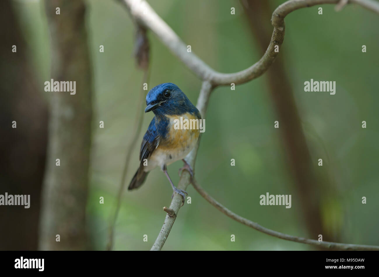 Male blue throated blue flycatcher hi-res stock photography and images ...