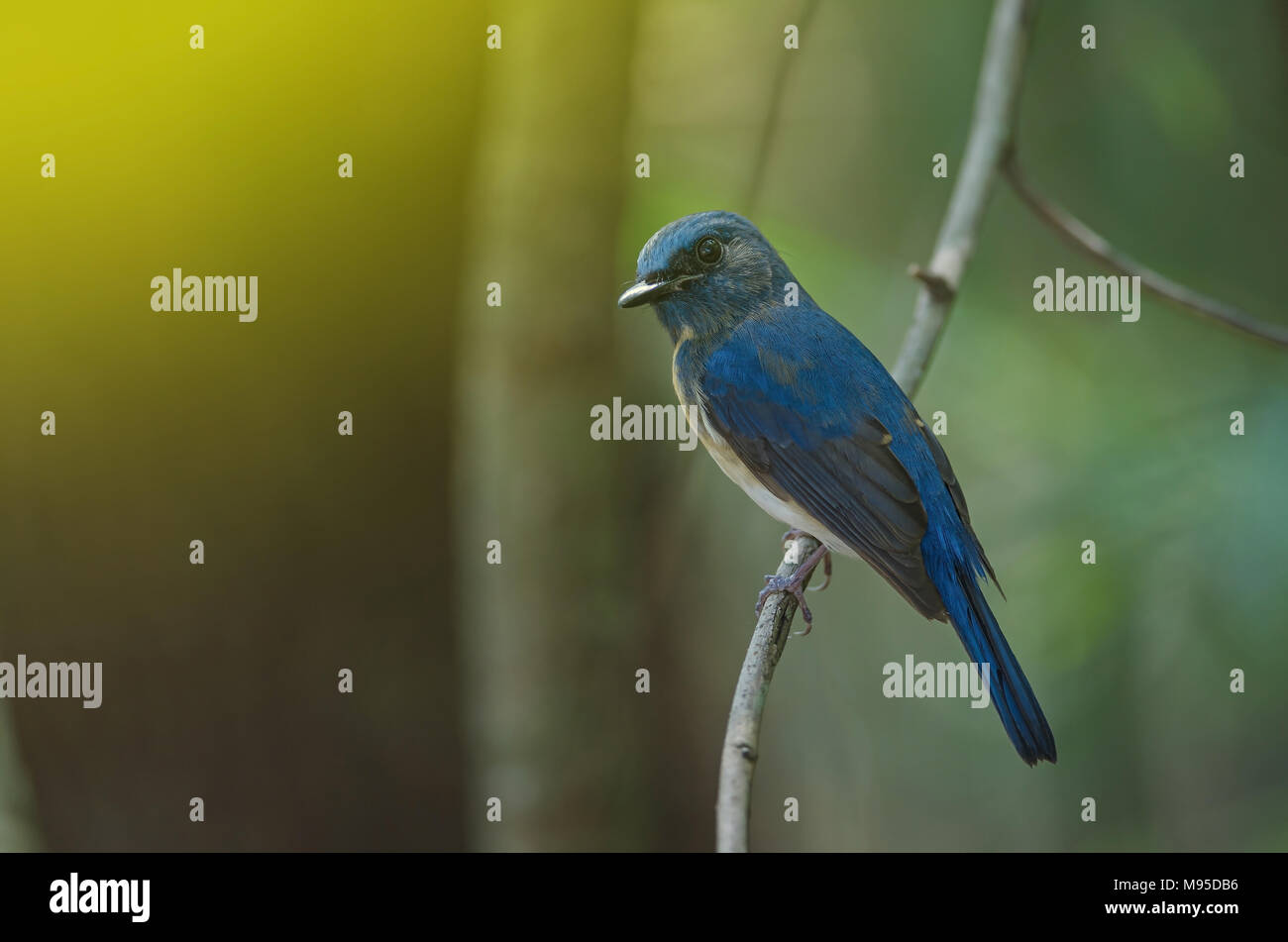 Male blue throated blue flycatcher hi-res stock photography and images ...