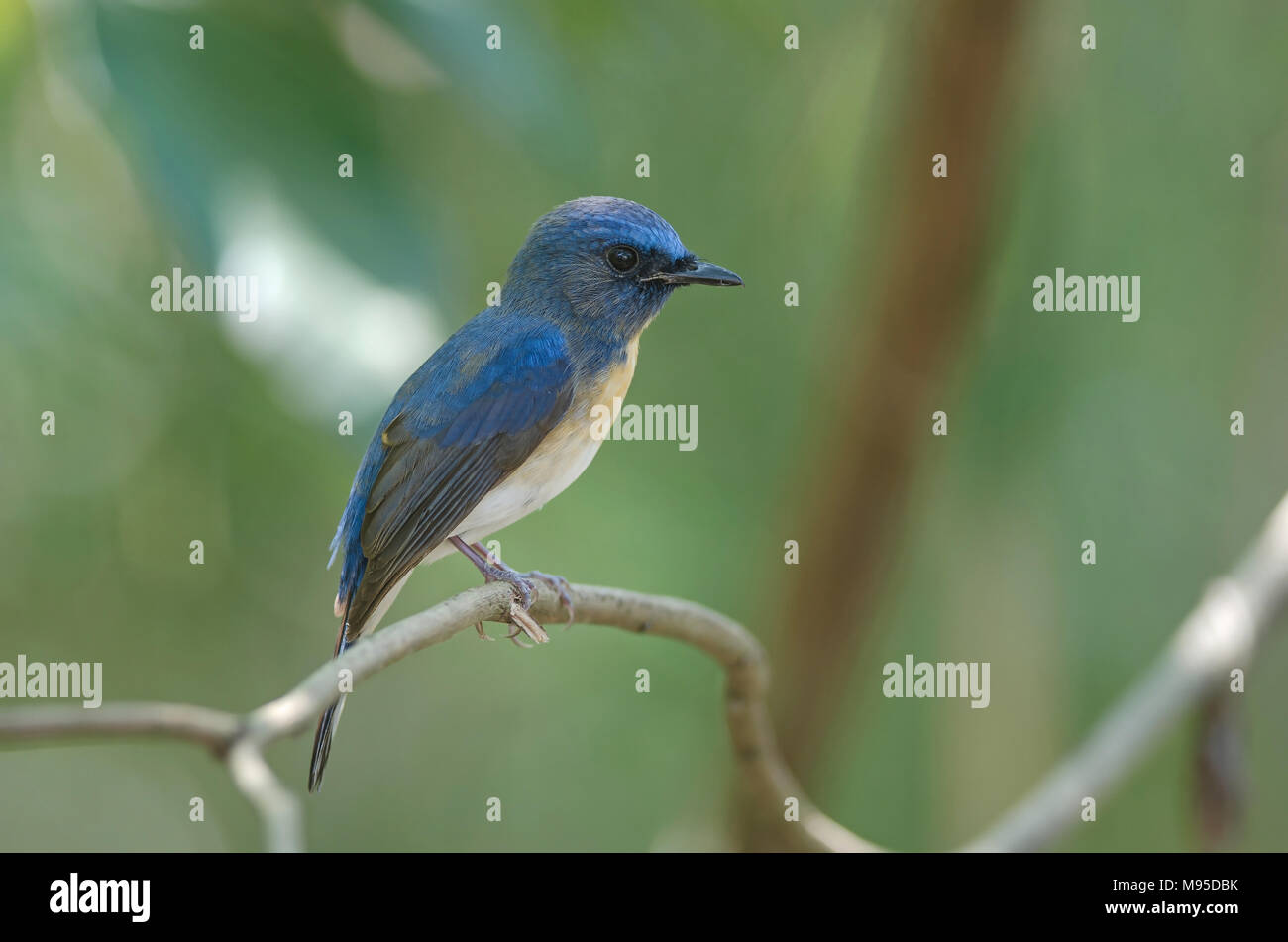 Blue-throated Blue Flycatcher (Cyornis rubeculoides) on a branch in ...
