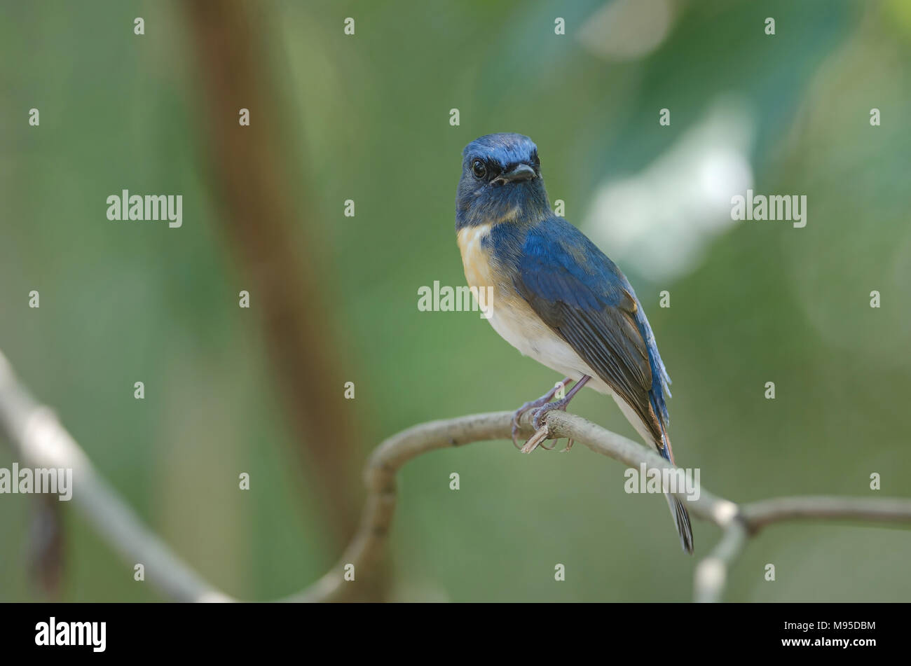 Blue-throated Blue Flycatcher (Cyornis rubeculoides) on a branch in ...